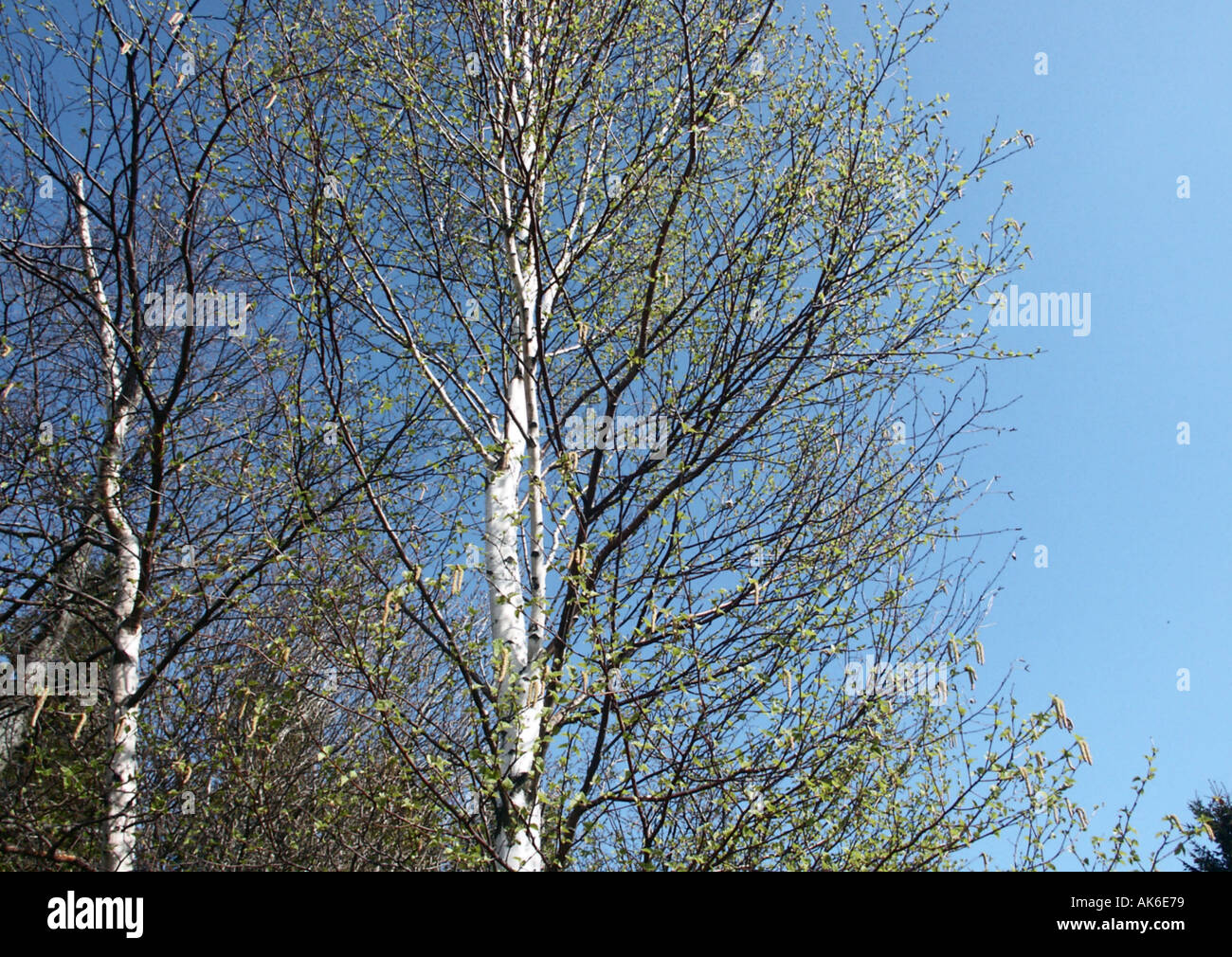 Tree comming to Life in Spring Stock Photo - Alamy