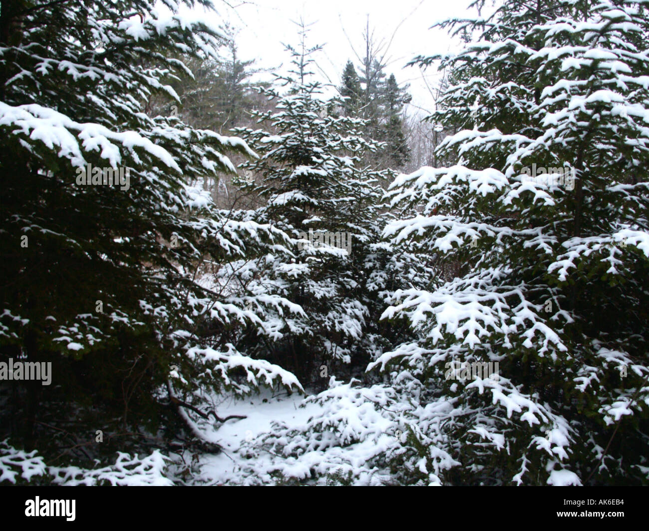 Snow covered trees Stock Photo - Alamy