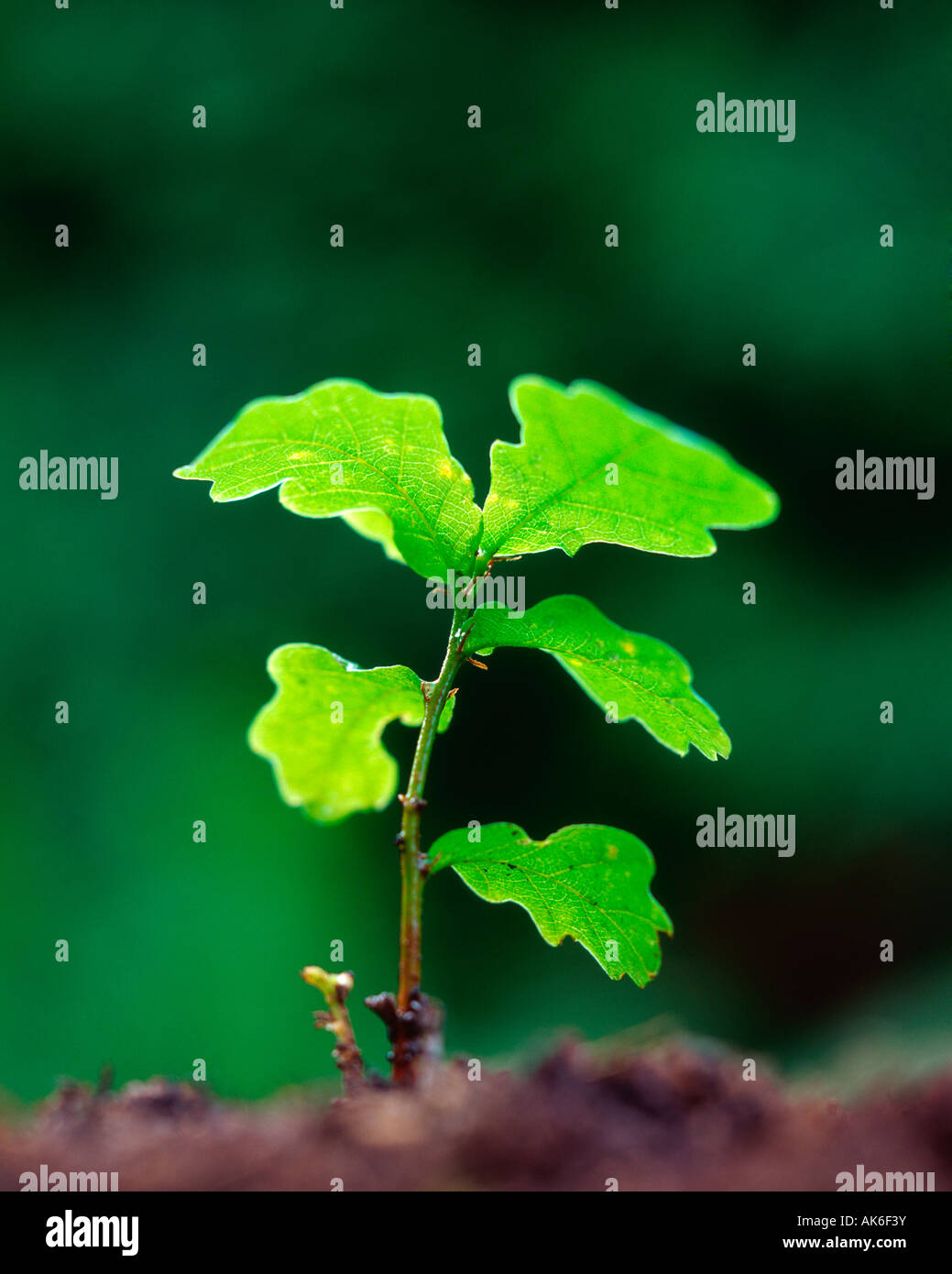 Oak Seedling High Resolution Stock Photography and Images - Alamy
