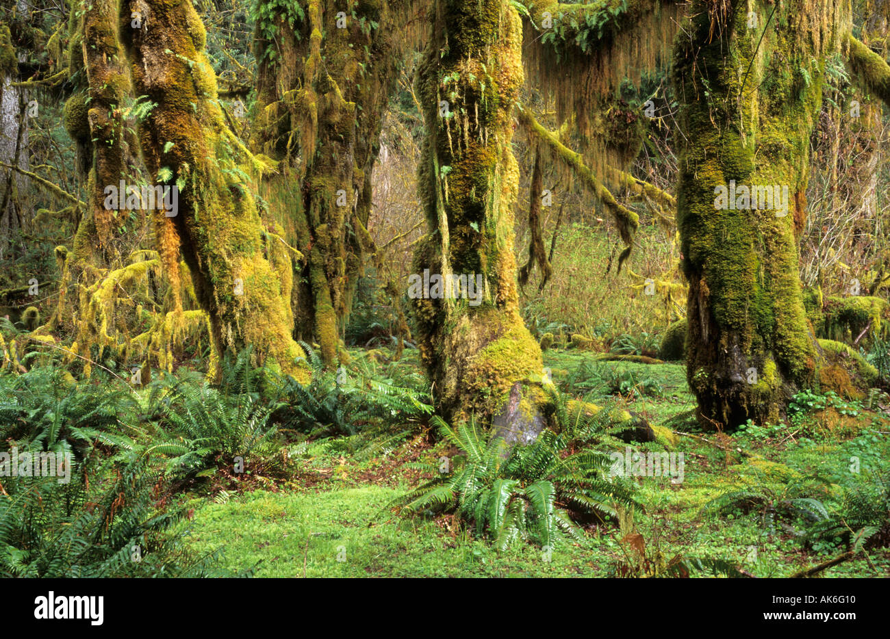 trees overgrown with moss in the Hoh Rainforest of Olympic National ...