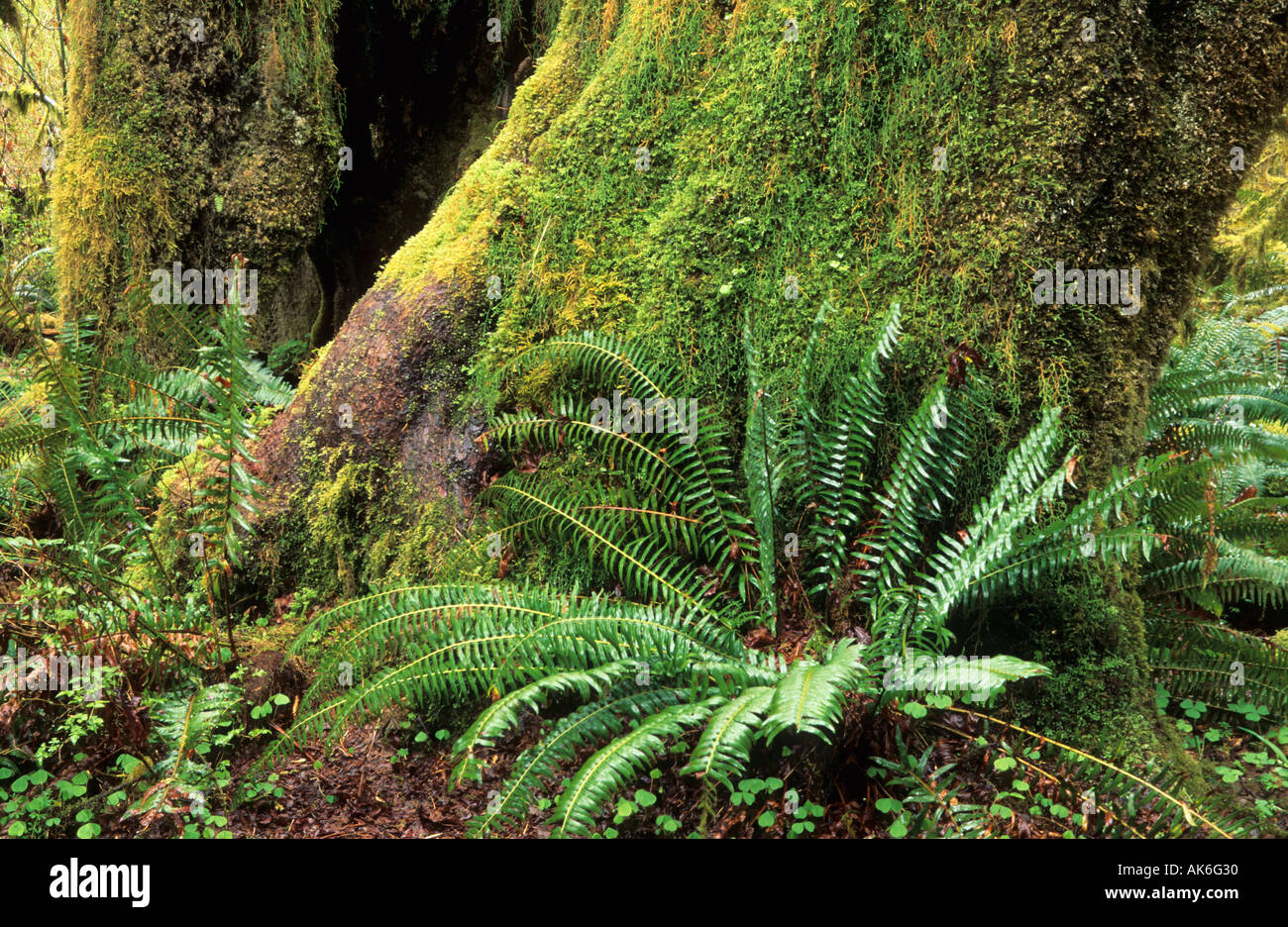 trees overgrown with moss in the Hoh Rainforest of Olympic National ...