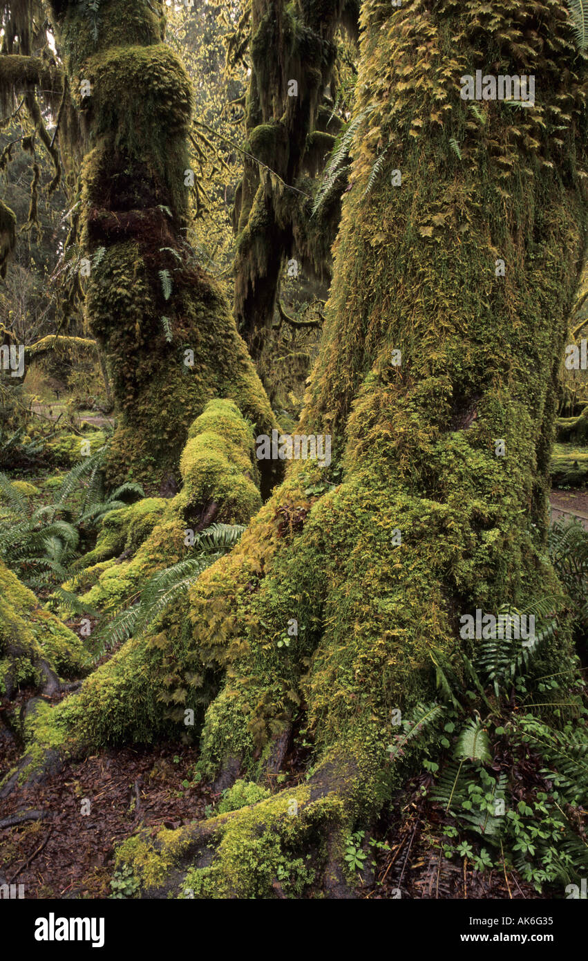 trees overgrown with moss in the Hoh Rainforest of Olympic National ...