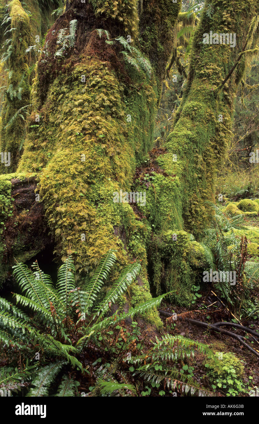 trees overgrown with moss in the Hoh Rainforest of Olympic National ...