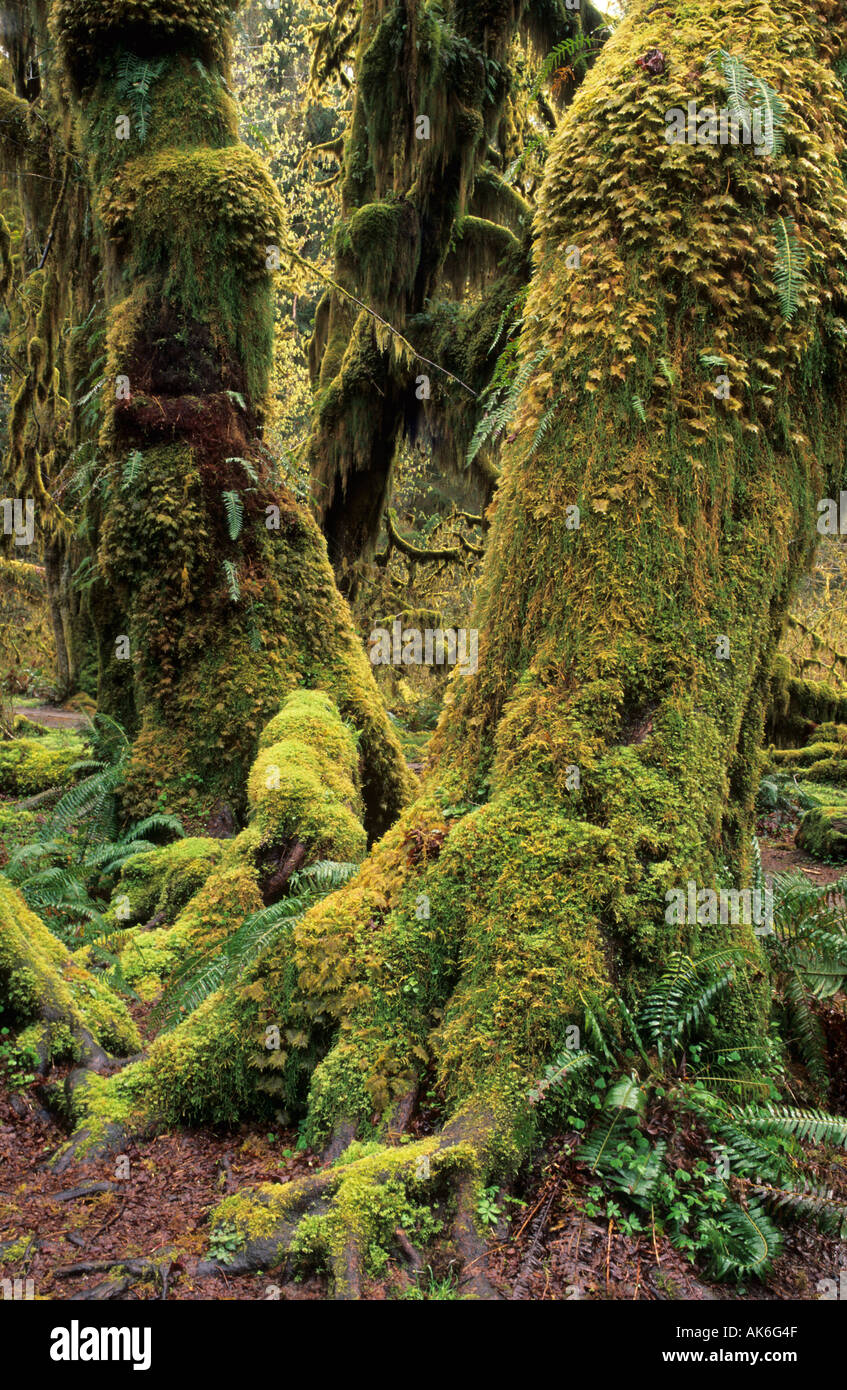trees overgrown with moss in the Hoh Rainforest of Olympic National ...
