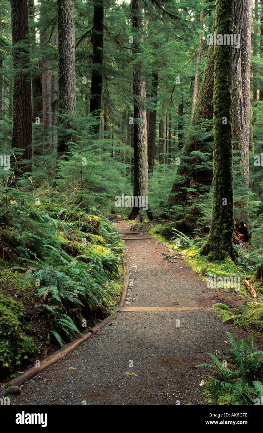 forest of the Sol Duc Valley Olympic National Park Stock Photo - Alamy