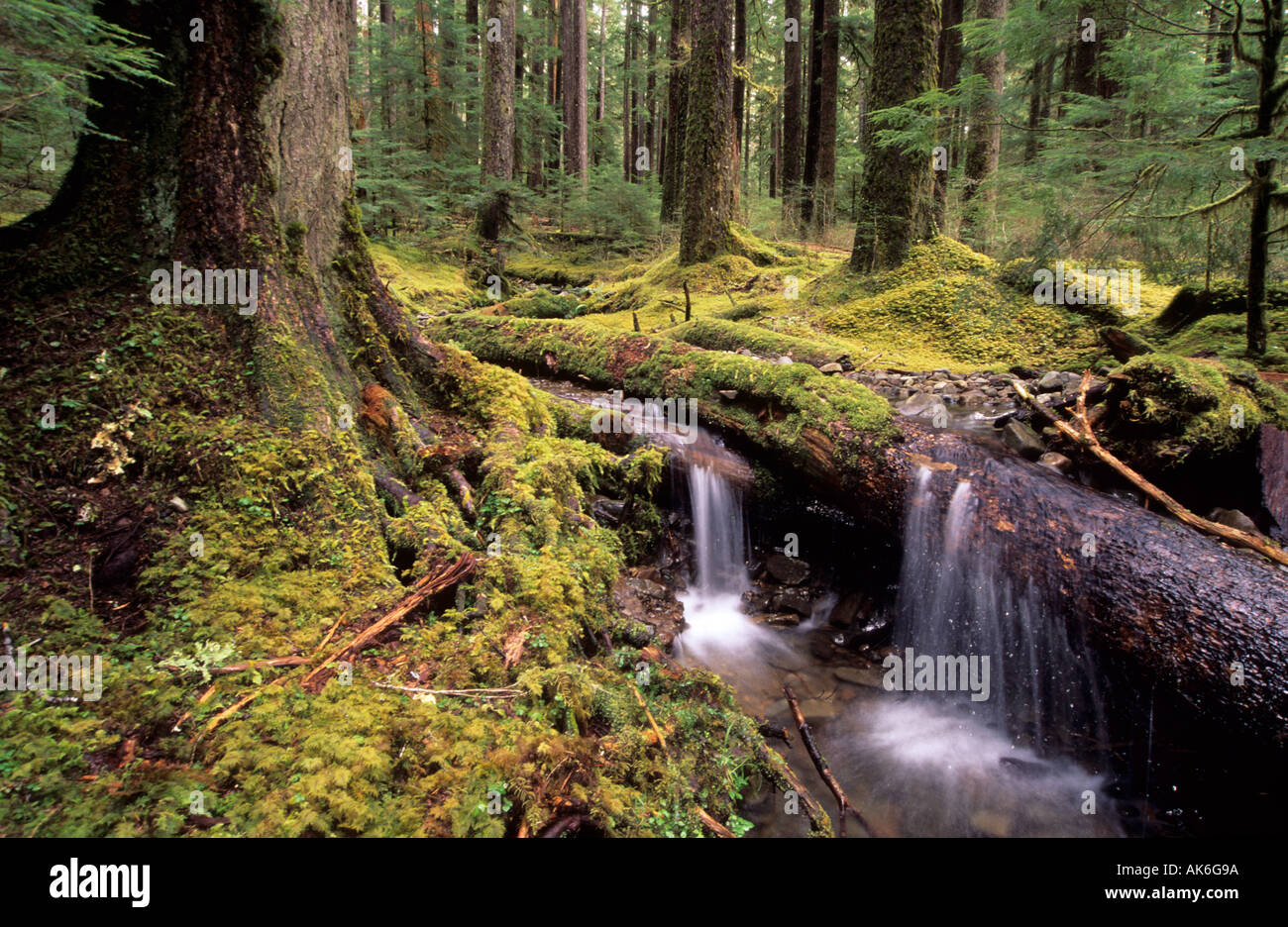 stream running through the temperate rainforest of Olympic National ...