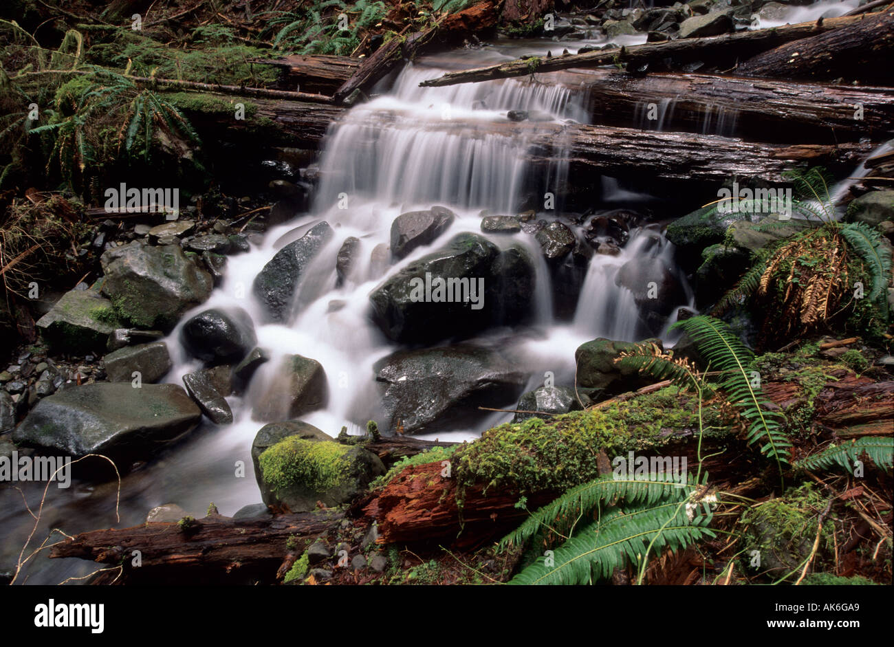 stream running through the temperate rainforest of Olympic National ...