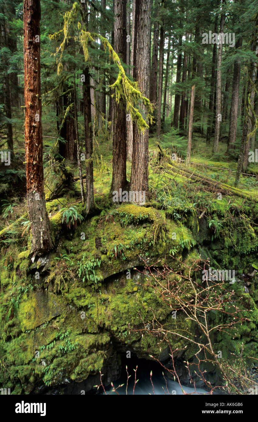 canyon in Sol Duc Valley of Olympic National Park Stock Photo - Alamy