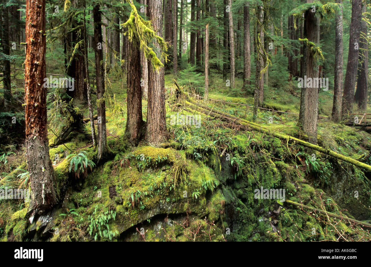 canyon in Sol Duc Valley of Olympic National Park Stock Photo - Alamy