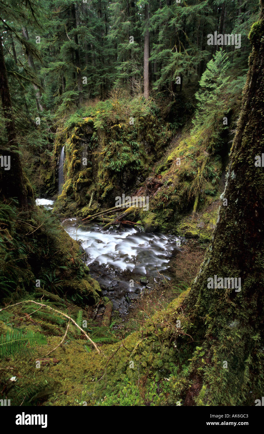 canyon in Sol Duc Valley of Olympic National Park Stock Photo - Alamy