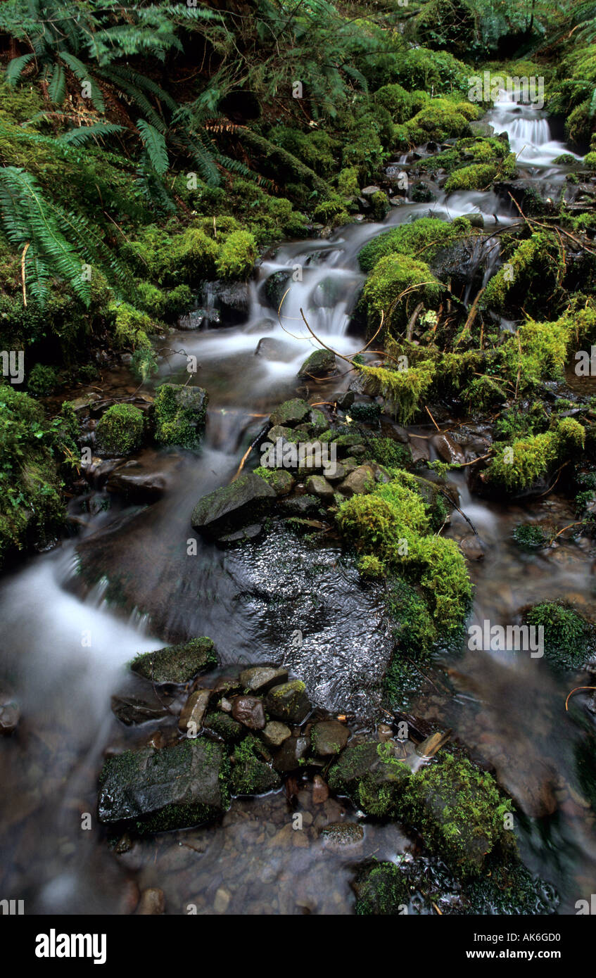 small stream running through moss pads in the temperate rainforest ...