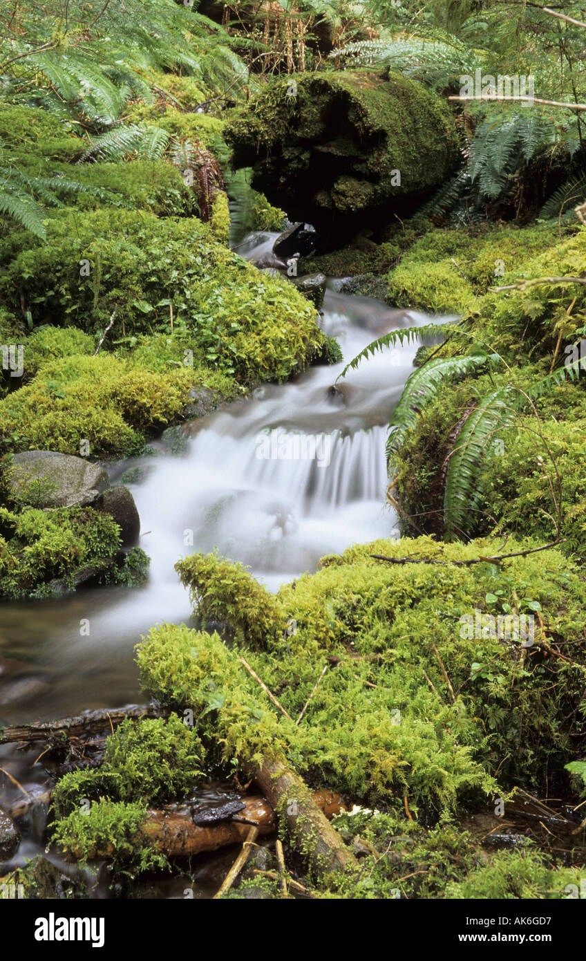 small stream running through moss pads in the temperate rainforest ...