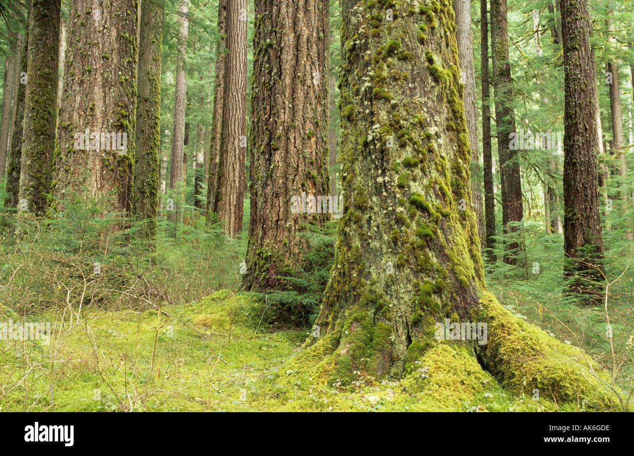 forest of the Sol Duc Valley Olympic National Park Stock Photo - Alamy