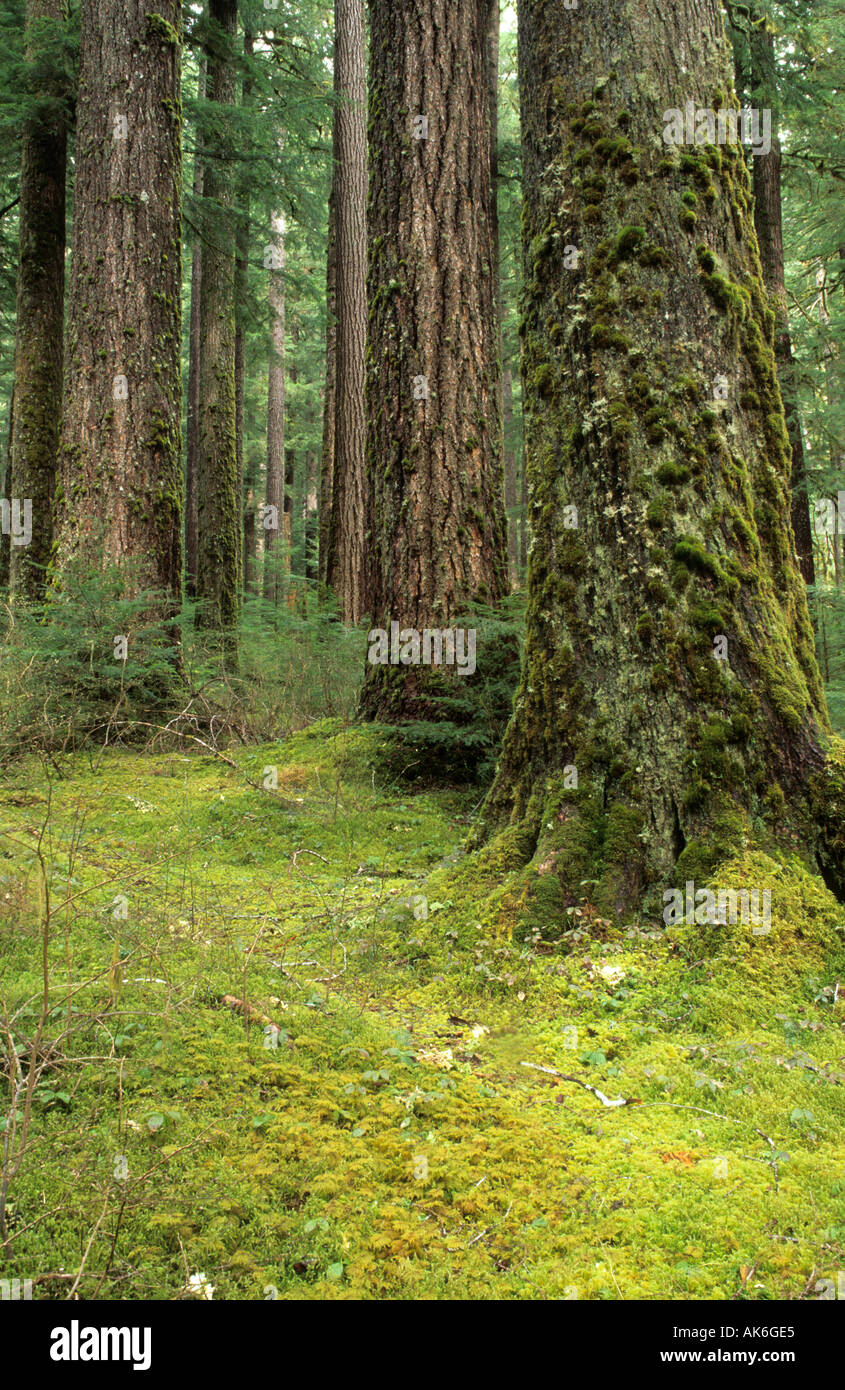 forest of the Sol Duc Valley Olympic National Park Stock Photo - Alamy