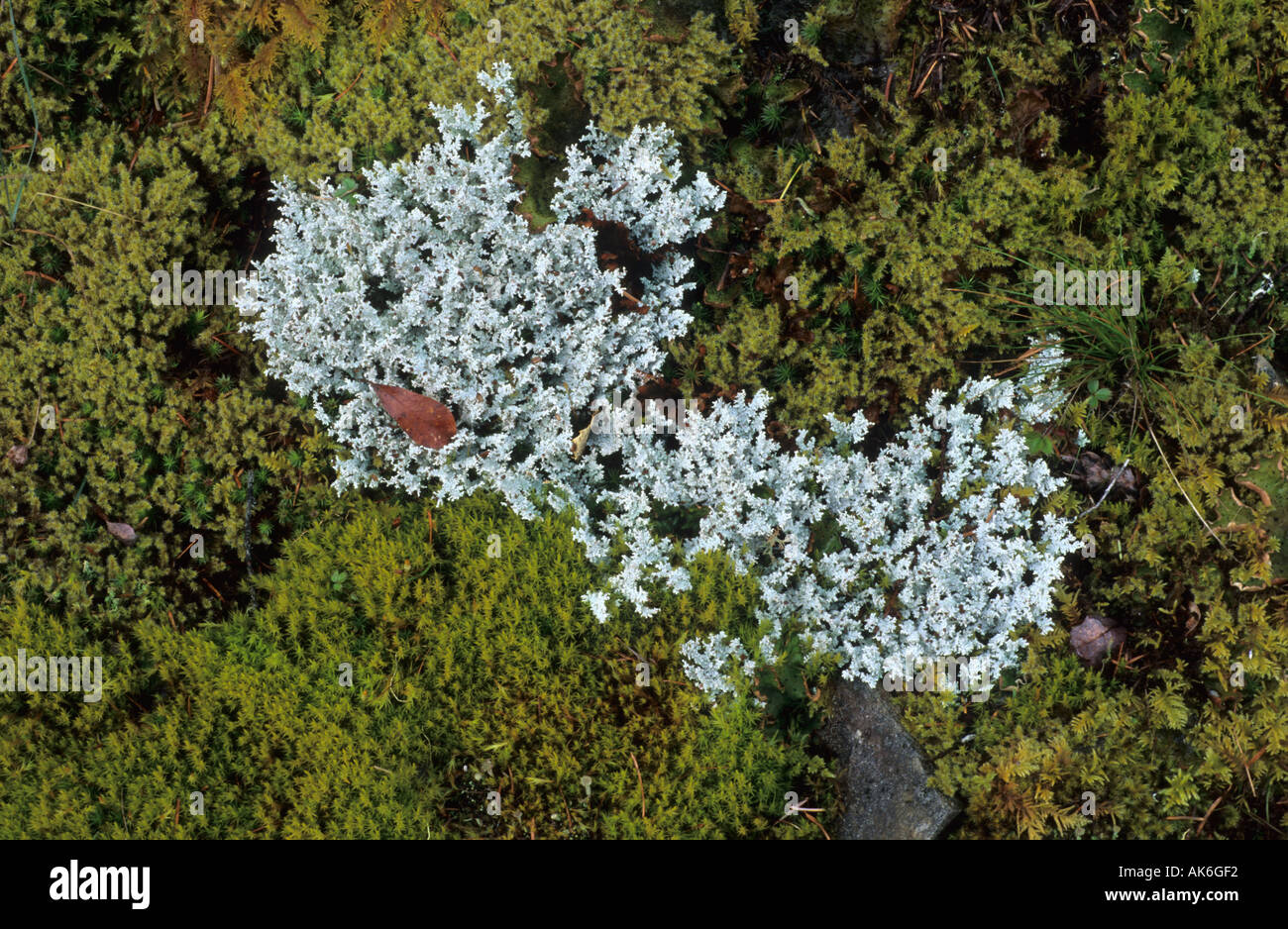 moss in the temperate rainforest of Olympic National Park Stock Photo ...