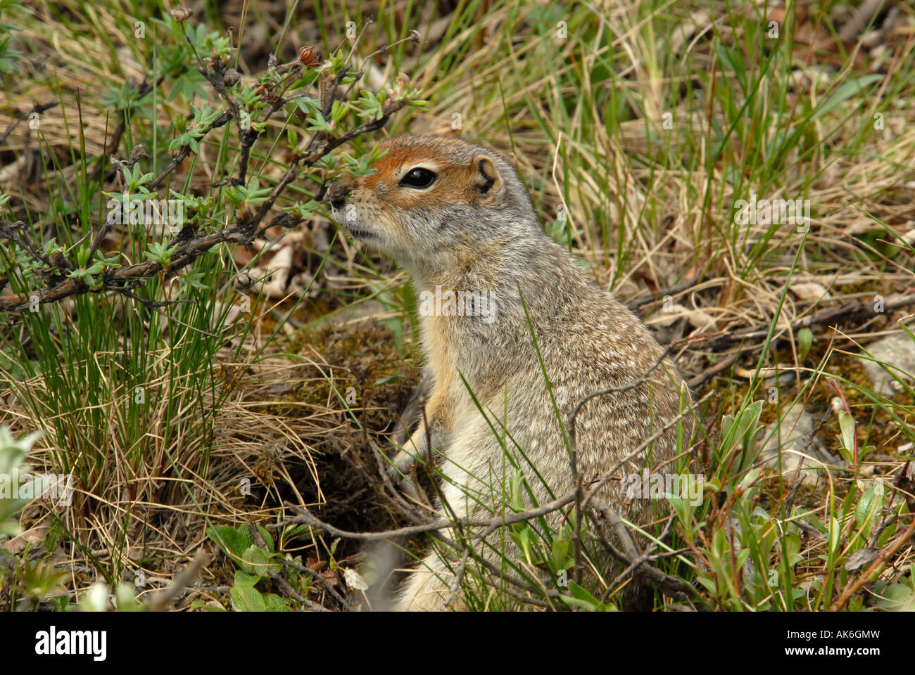 An Arctic Ground Squirrel in Denali National Park and Preserve, Alaska ...