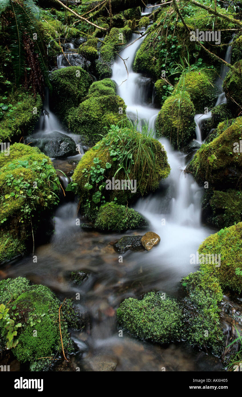 small stream running through moss pads in the temperate rainforest ...