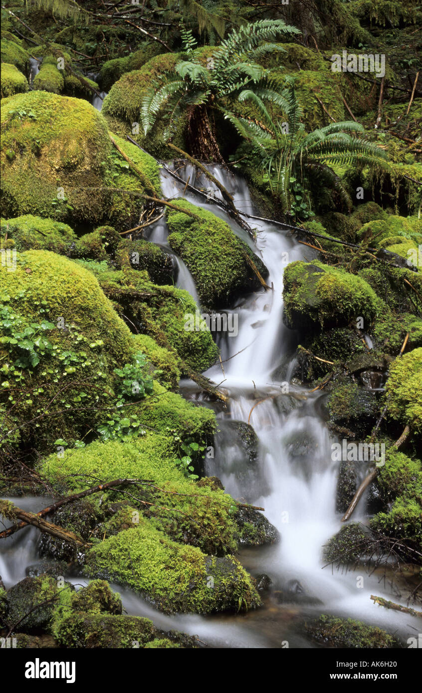 small stream running through moss pads in the temperate rainforest ...