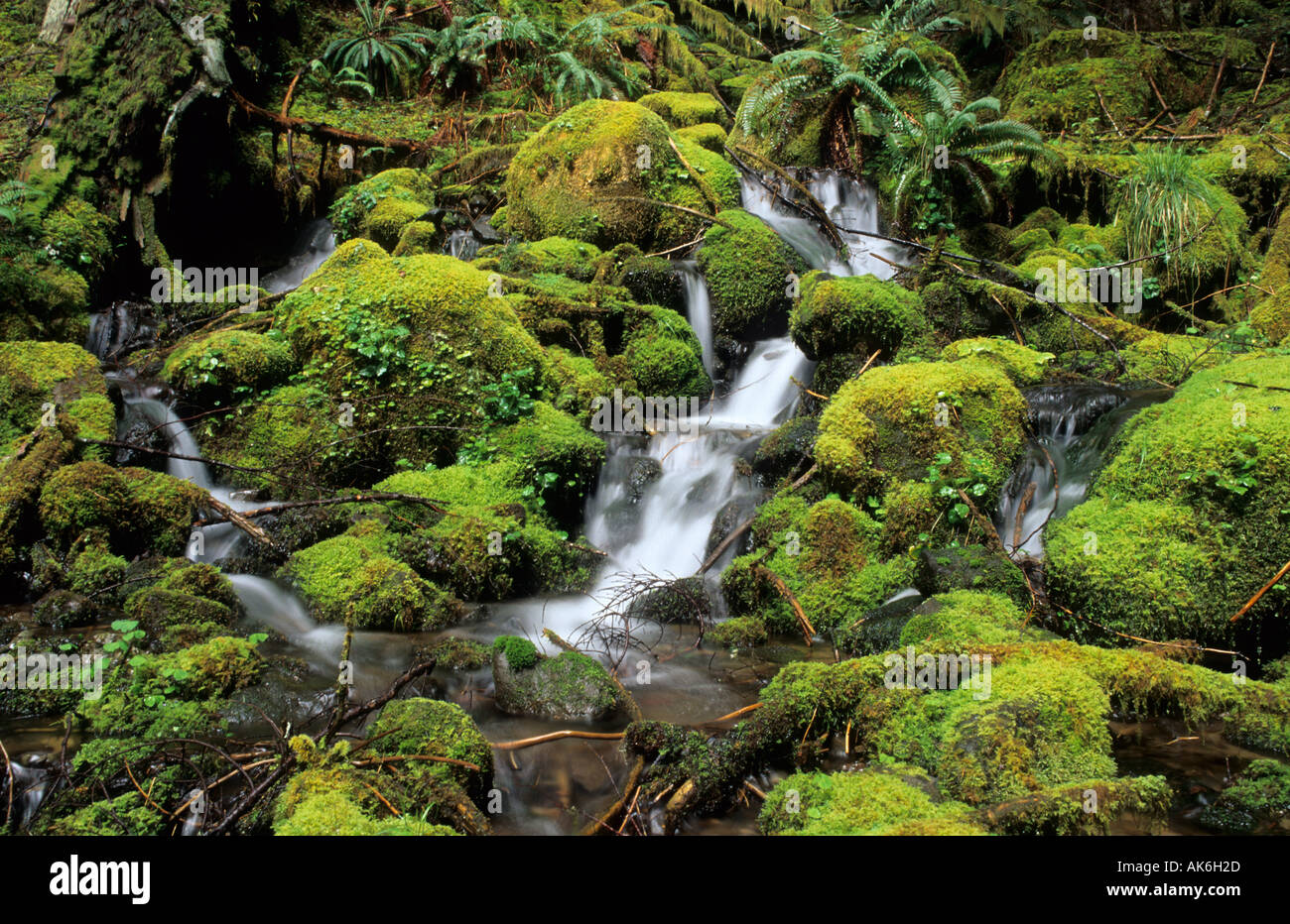 small stream running through moss pads in the temperate rainforest of ...