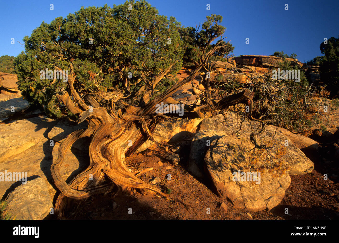 old Utah juniper at Colorado National Monument Stock Photo - Alamy