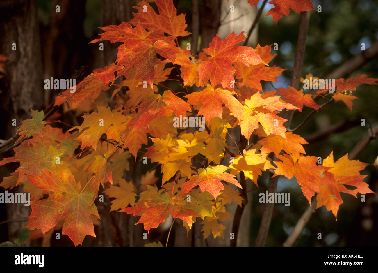 Trees with fall colored leaves hi-res stock photography and images - Alamy
