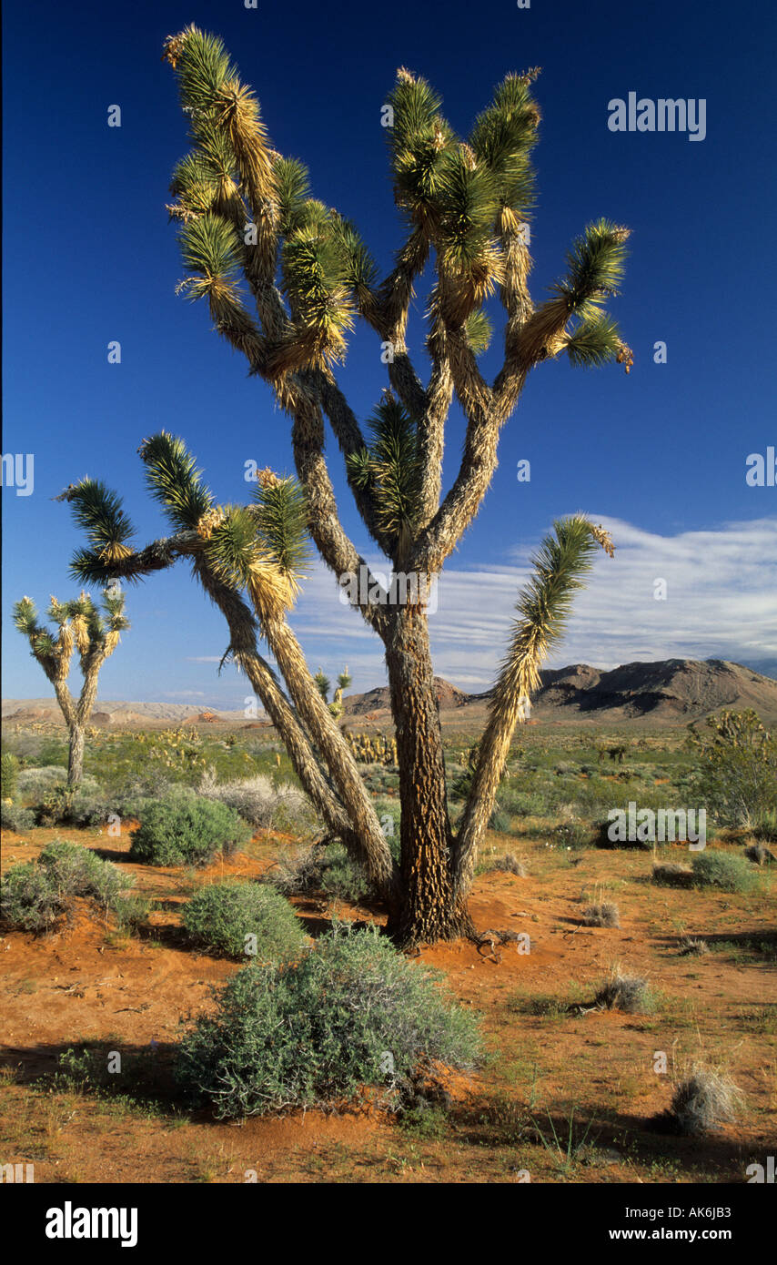 Canyon parashant hi-res stock photography and images - Alamy