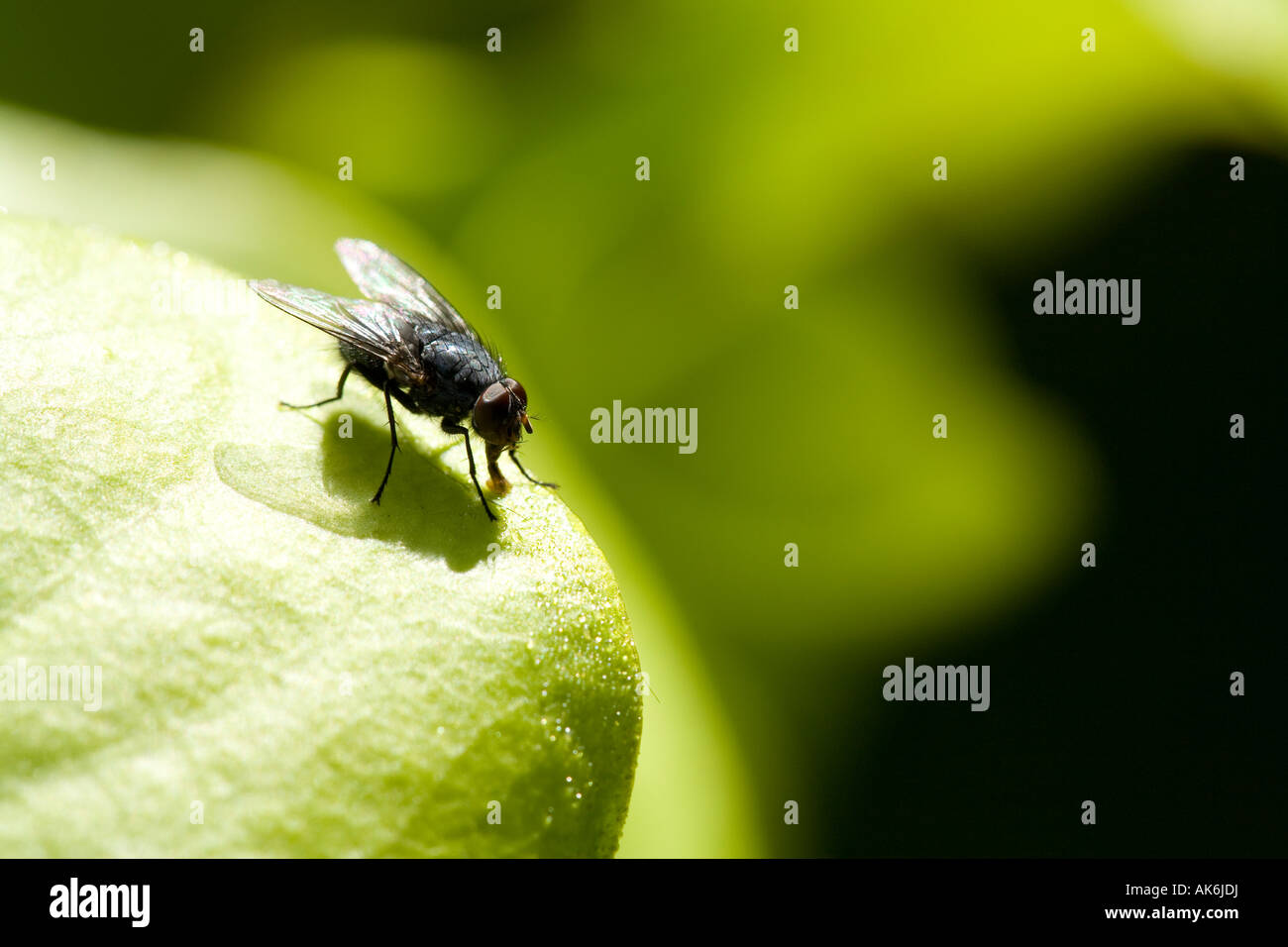 A house fly tasting the nectar on a pitcher plant Stock Photo - Alamy