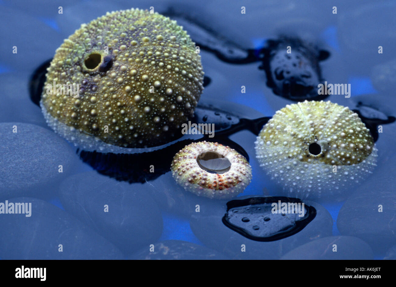 Sceleton of Sea Urchin Stock Photo - Alamy
