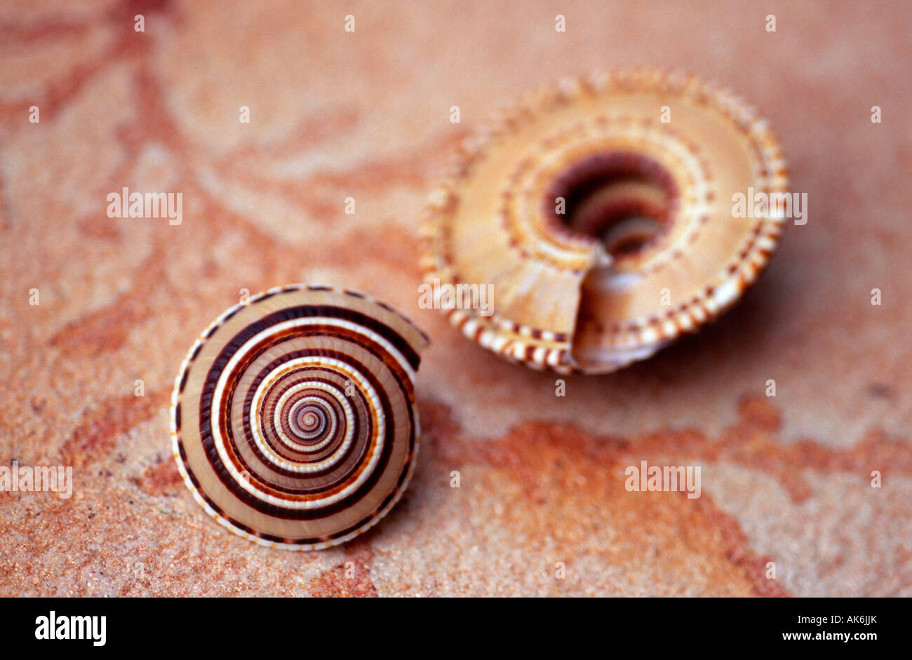 Sundial shell hi-res stock photography and images - Alamy