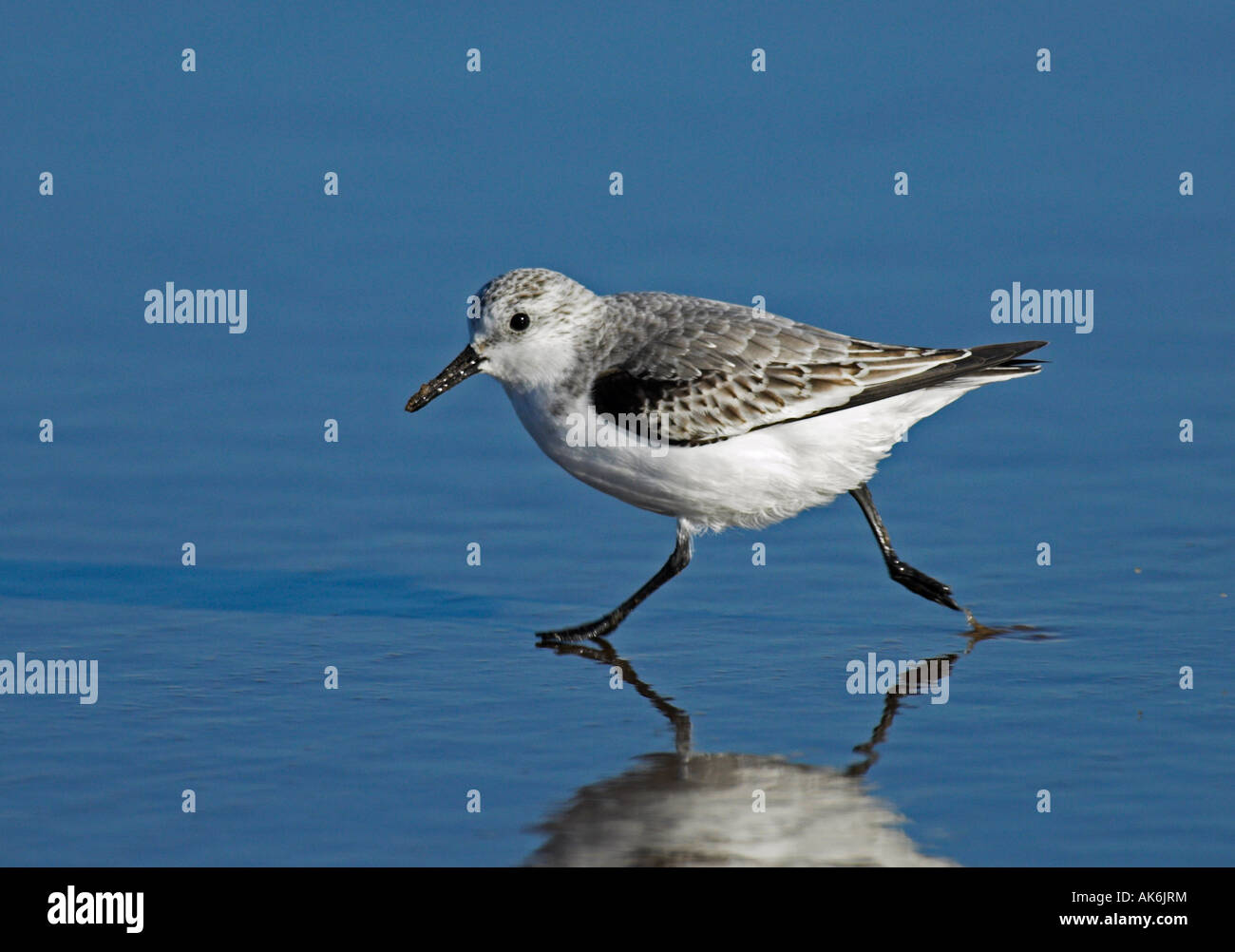 sanderling running across the blue water. Calidris alba Stock Photo - Alamy