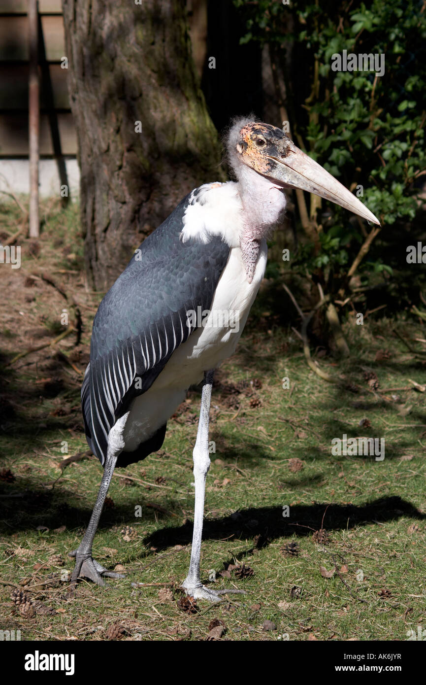 Maraboe hi-res stock photography and images - Alamy