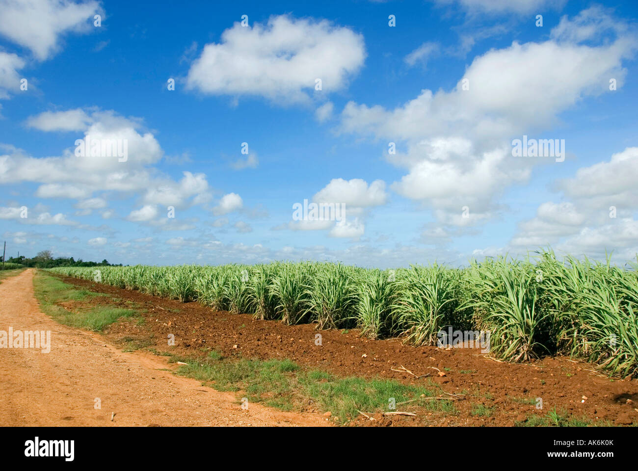 Sugarcane field hi-res stock photography and images - Alamy