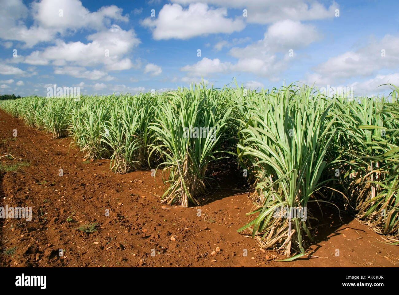 Sugarcane field hi-res stock photography and images - Alamy