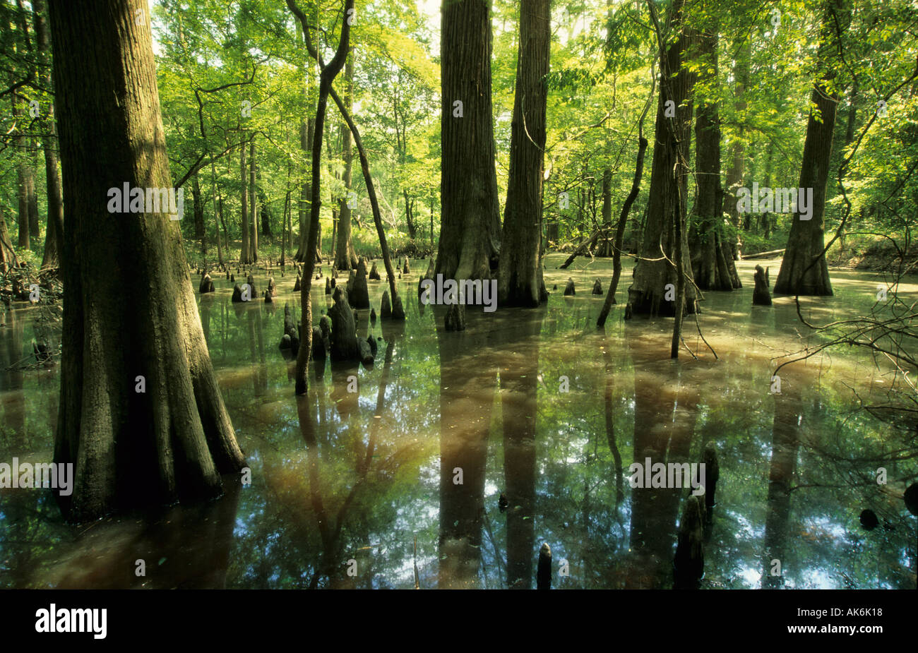Sabine River High Resolution Stock Photography and Images - Alamy