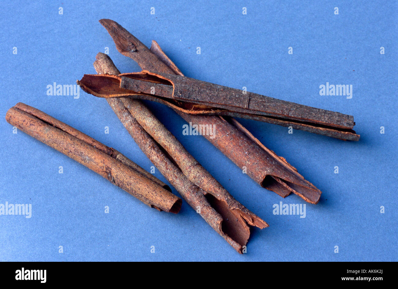 Ceylon cinnamon plants hi-res stock photography and images - Alamy