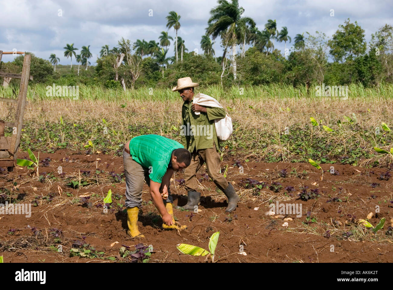 Men harvesting Sweet Potato Stock Photo - Alamy