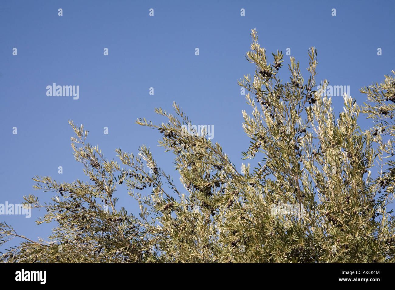 Olives growing the tree Marrakesh Morocco Stock Photo - Alamy