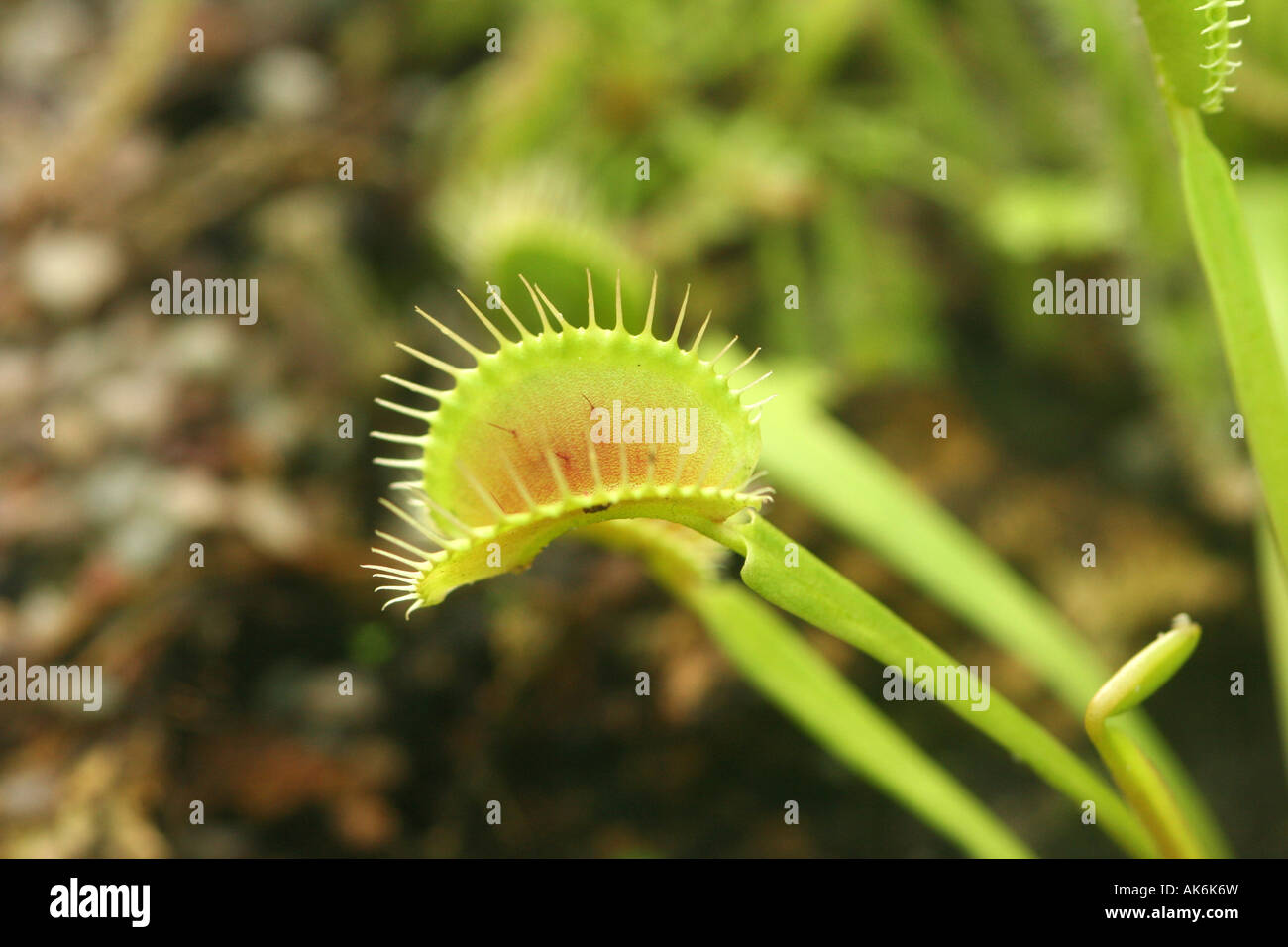 venus fly trap Dionaea muscipula Stock Photo - Alamy