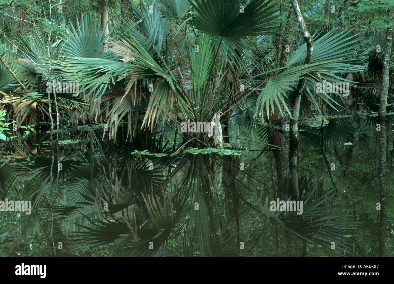 palmetto palm in a swampy bayou in the Atchafalaya basin Stock Photo ...
