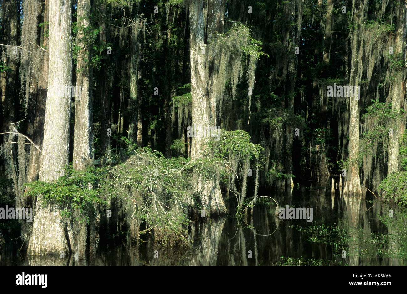 Surface lake swamp in tropics hi-res stock photography and images - Alamy