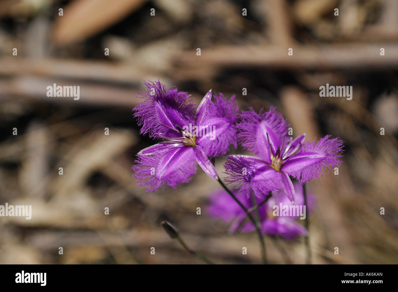 Australian fringed flower hi-res stock photography and images - Alamy