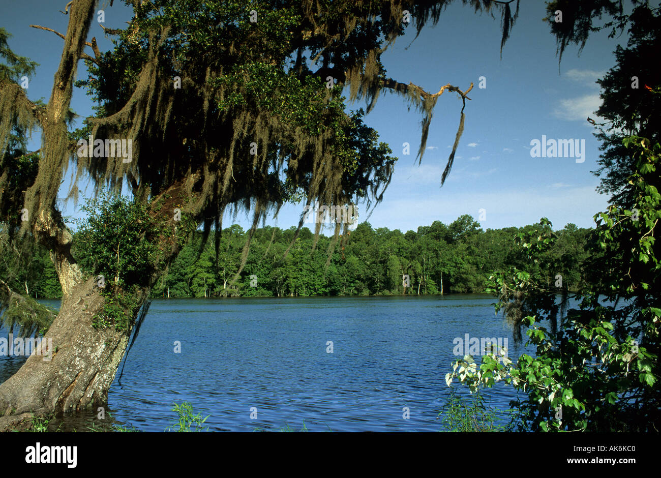 swampy bayou in the Atchafalaya basin Stock Photo - Alamy