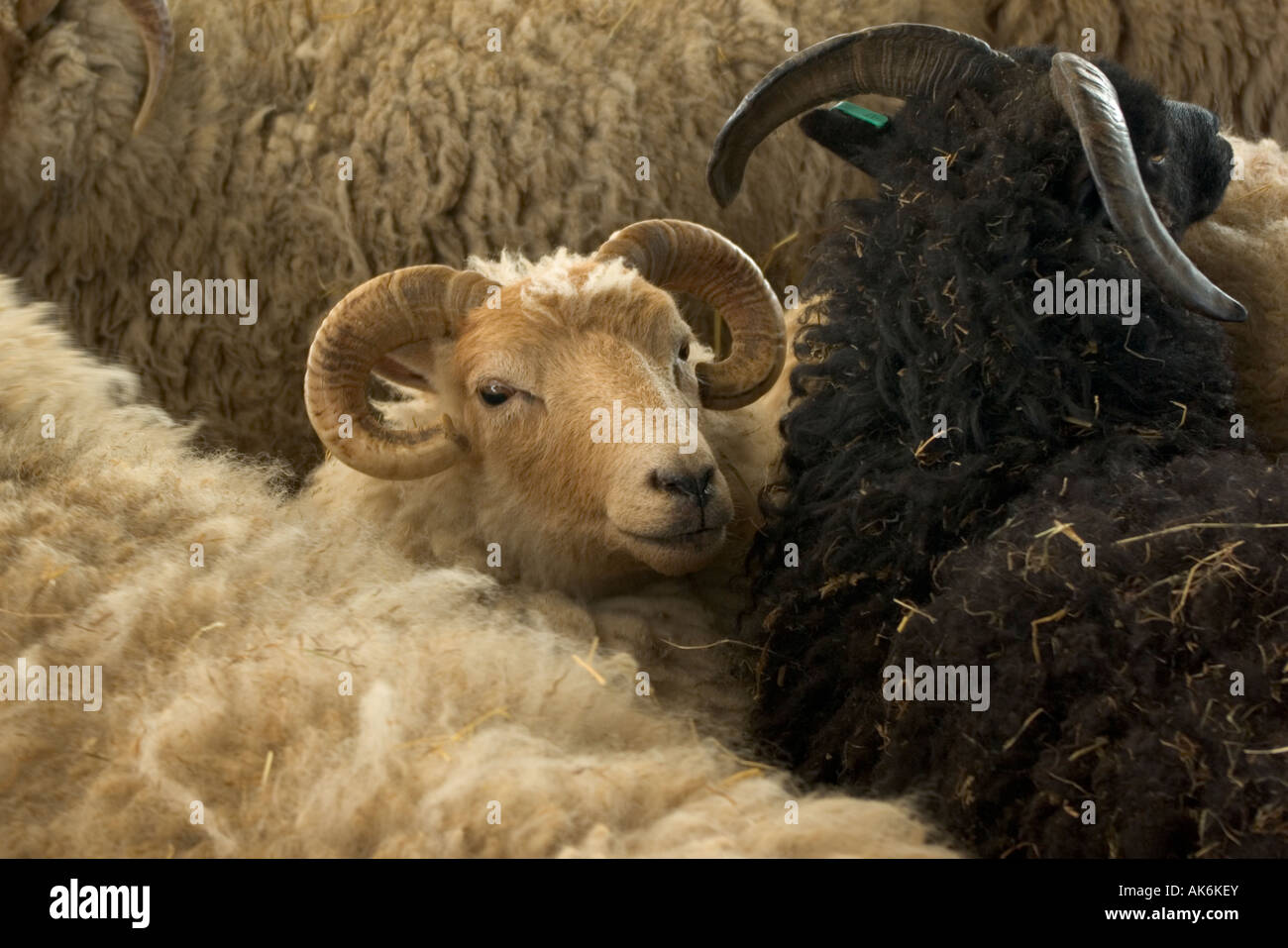 Portland sheep hi-res stock photography and images - Alamy