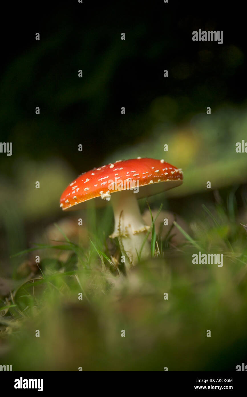 A Single Fly Agaric Red Mushroom in a field Stock Photo - Alamy