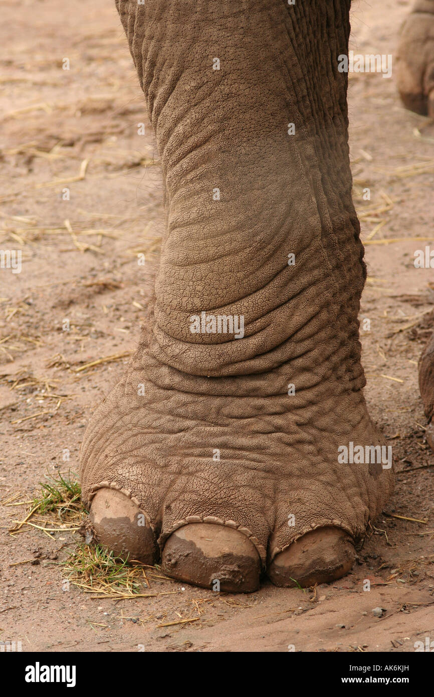 Asian elephant feet hi-res stock photography and images - Alamy