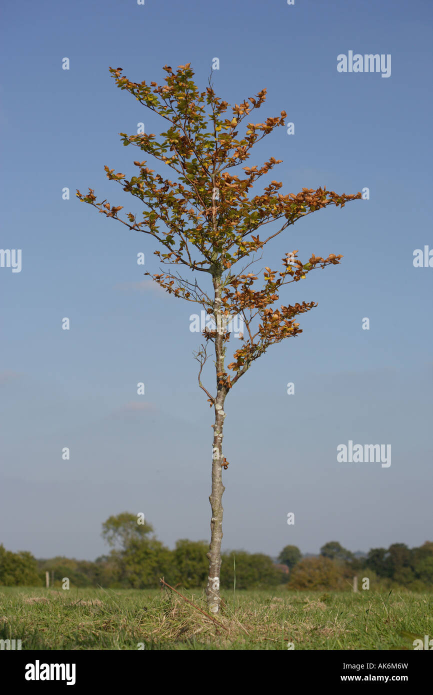 Beech sapling in Autumn Stock Photo - Alamy