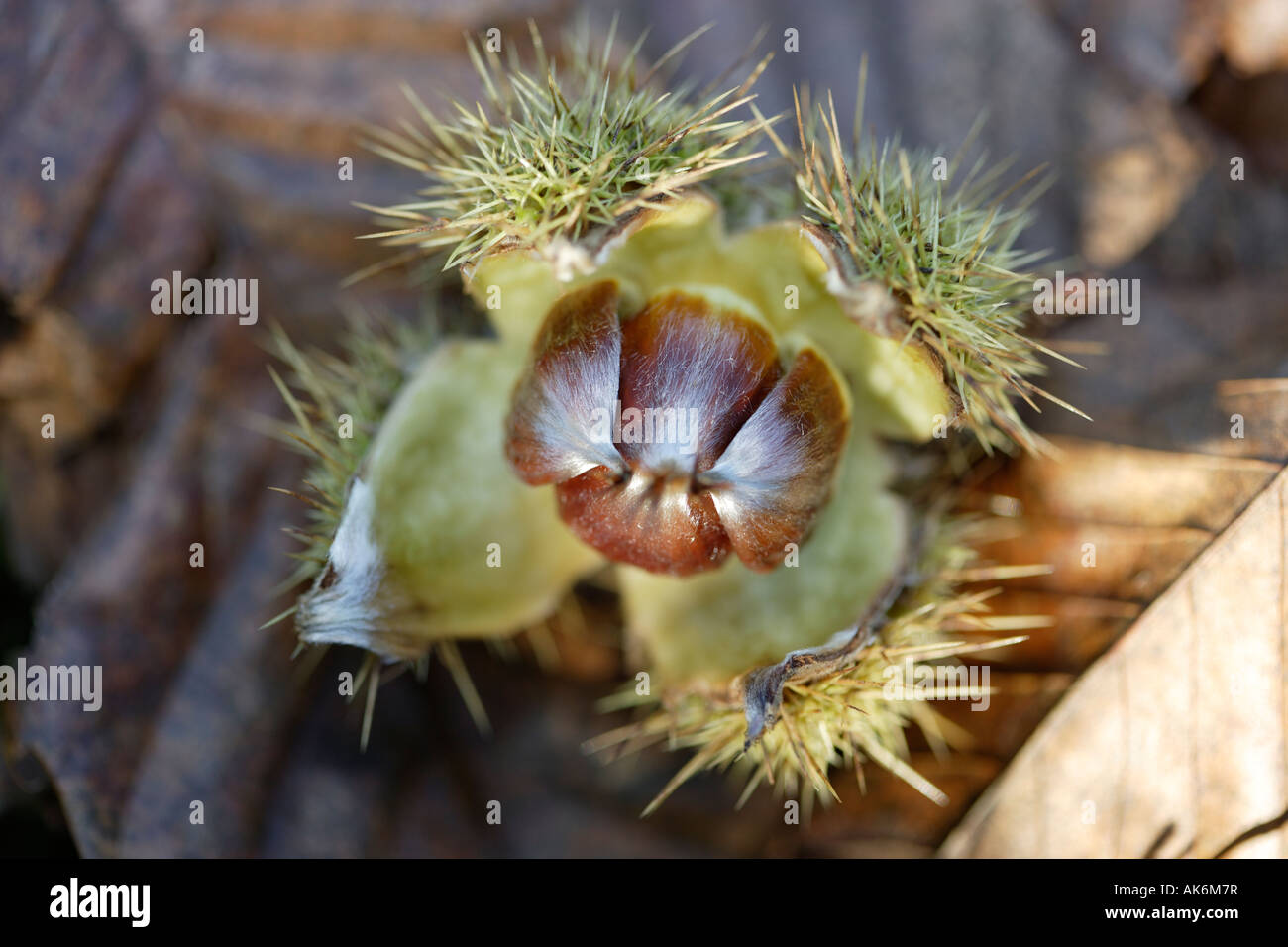 Edible chestnuts in their spiny casing in Autumn Stock Photo - Alamy