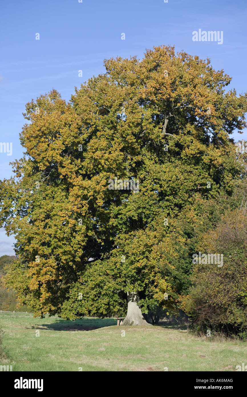 Oak tree in early Autumn with bench below Stock Photo - Alamy