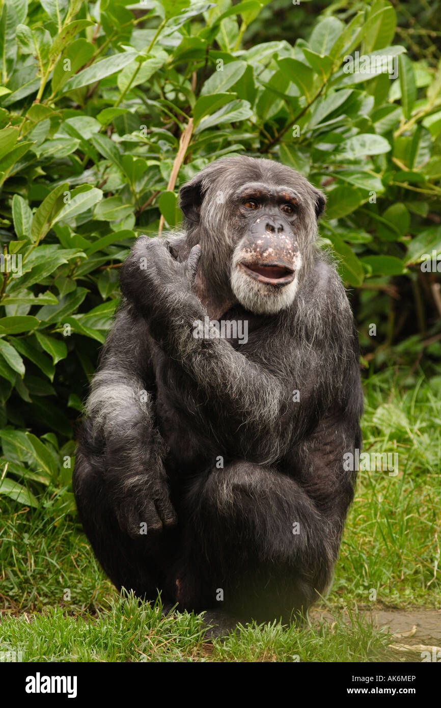 Chimpanzee with grey hair hi-res stock photography and images - Alamy