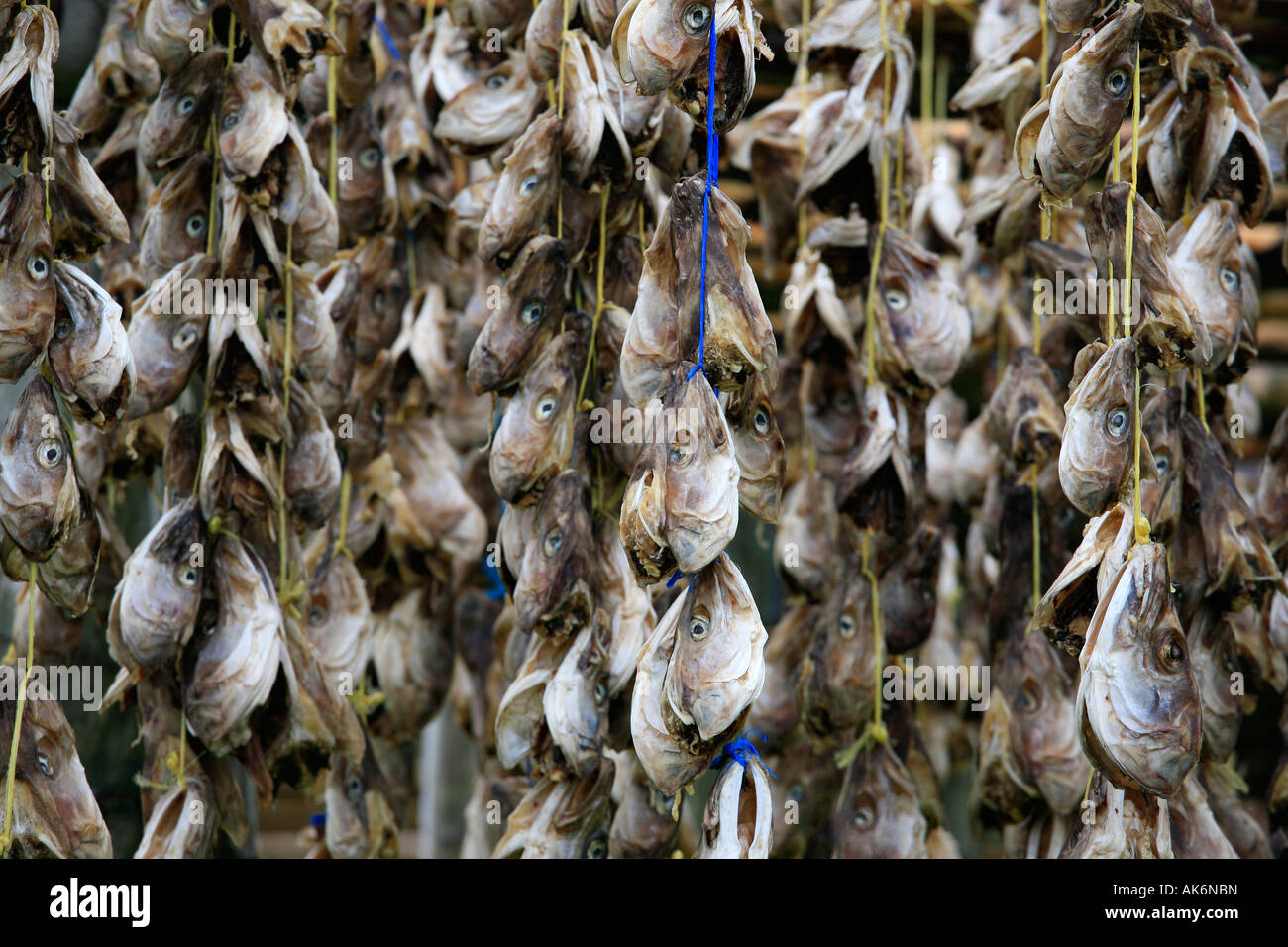 dried cod heads hanging on drying rack in Iceland, stockfishes, fish ...